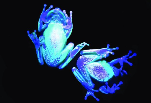 Nicole Povelikin: Fluorescent Frog Ecology – HSF House Blogs